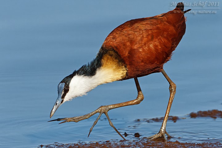 Amazing Animals Pictures: The long Claws of the African Jacana ...