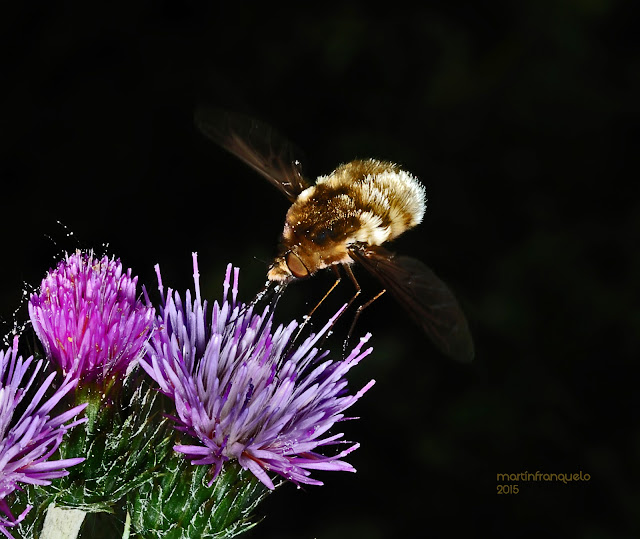 INSECTOS EN VUELO: Título: Bombylius major y Bombylius minor
