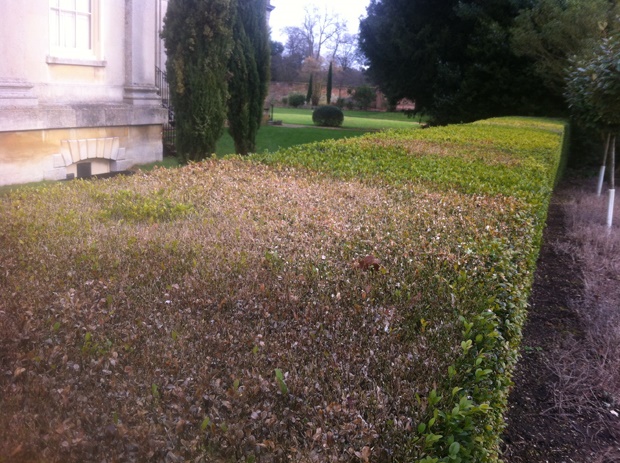 HOW TO CONTROL BOX BLIGHT |The Garden of Eaden