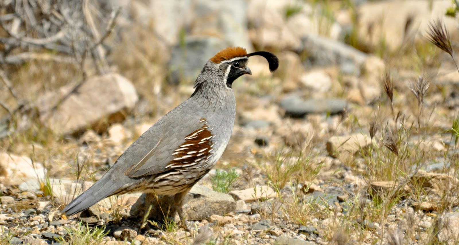 Gambel's Quail