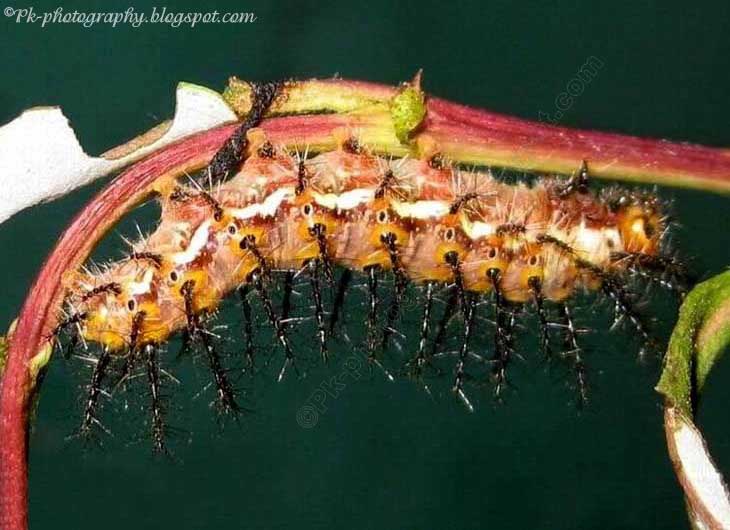 Common Leopard Butterfly Larvae | Nature, Cultural, and Travel ...