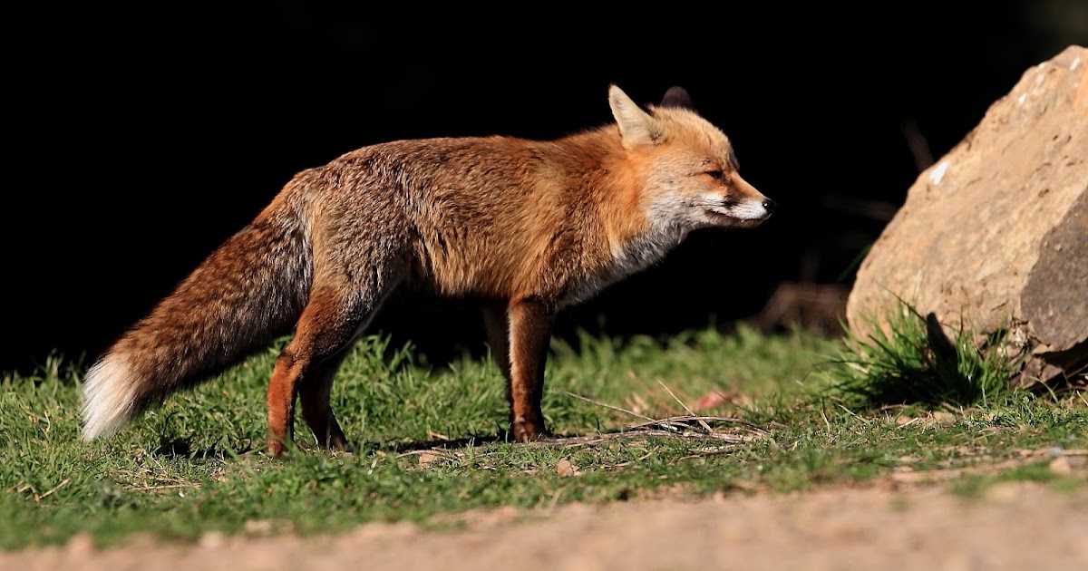 Viajes, Salidas, Naturaleza, (Fotografía).: Zorro (Vulpes vulpes).
