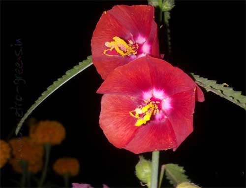 Flowers Offered To Shiva on Shivratri | Hindu Blog