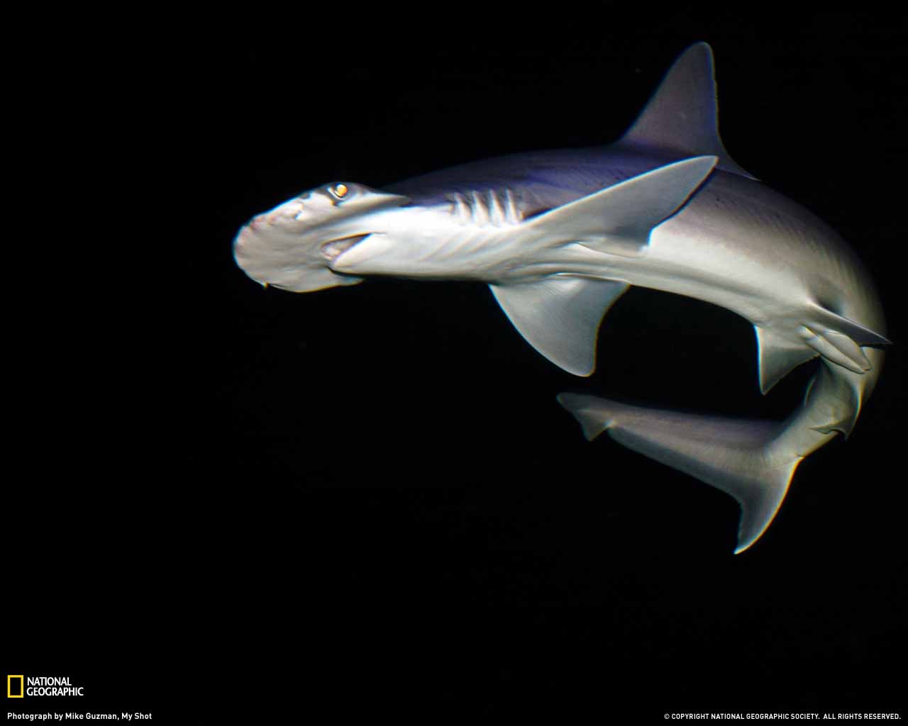 HQ Wallpapers: Hammerhead Shark Wallpapers