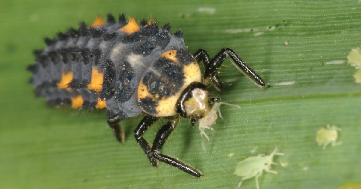 Ladybird Beetle Life Cycle