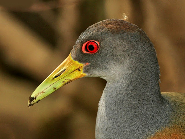 Bellas Aves de El Salvador: Aramides axillaris (tamborcito, rascón ...