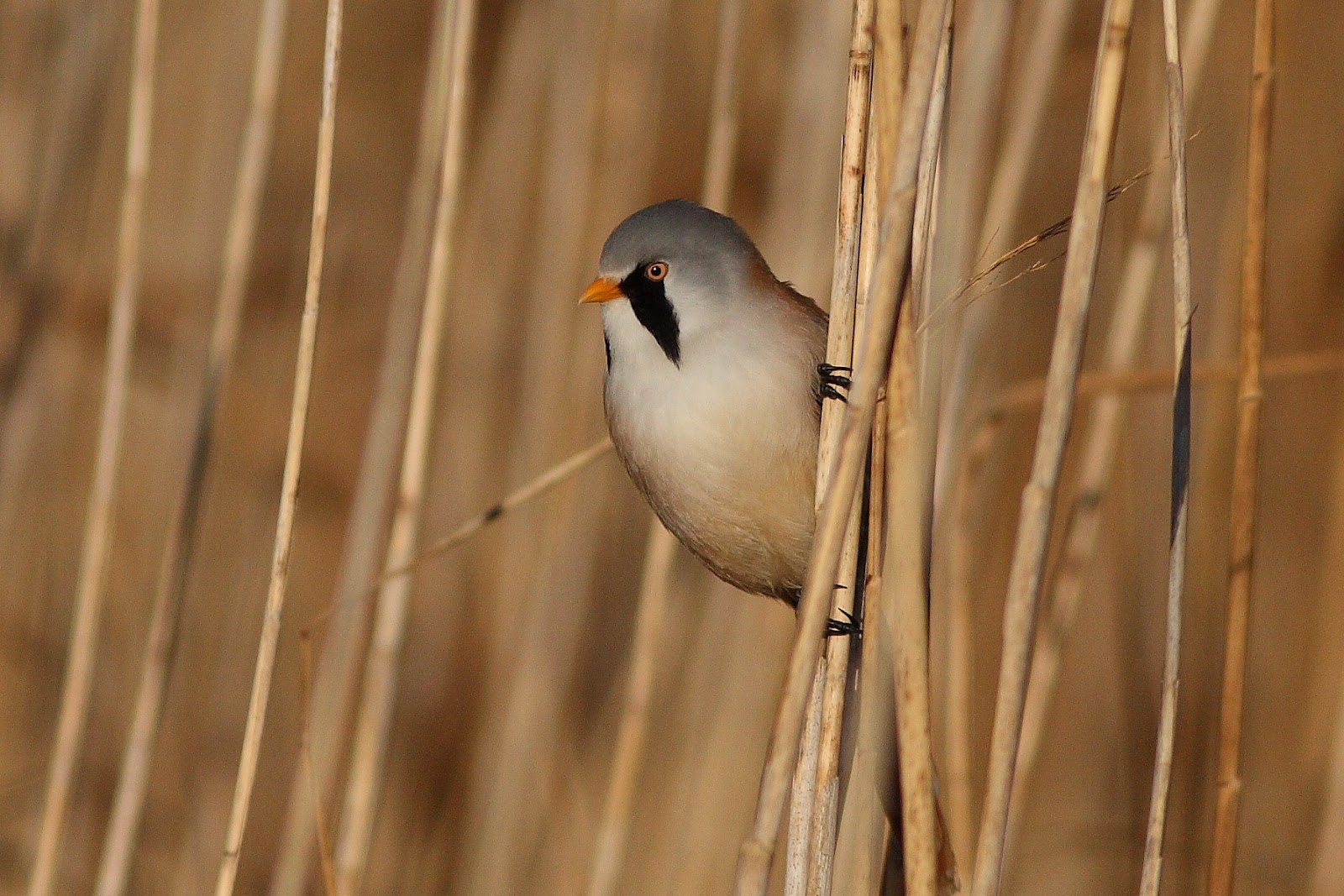Bearded Reedling - Ryan Maigan Birds