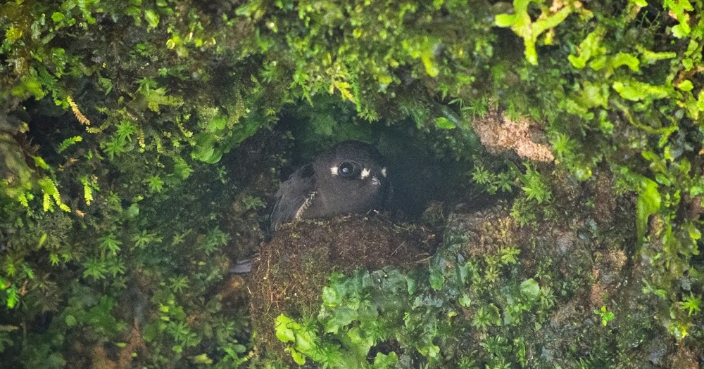 Spot-fronted Swift, a species new for Panama, plus more nesting ...