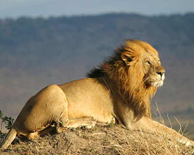 The African Lion | King Of Animals Facts & New Photos | The Wildlife