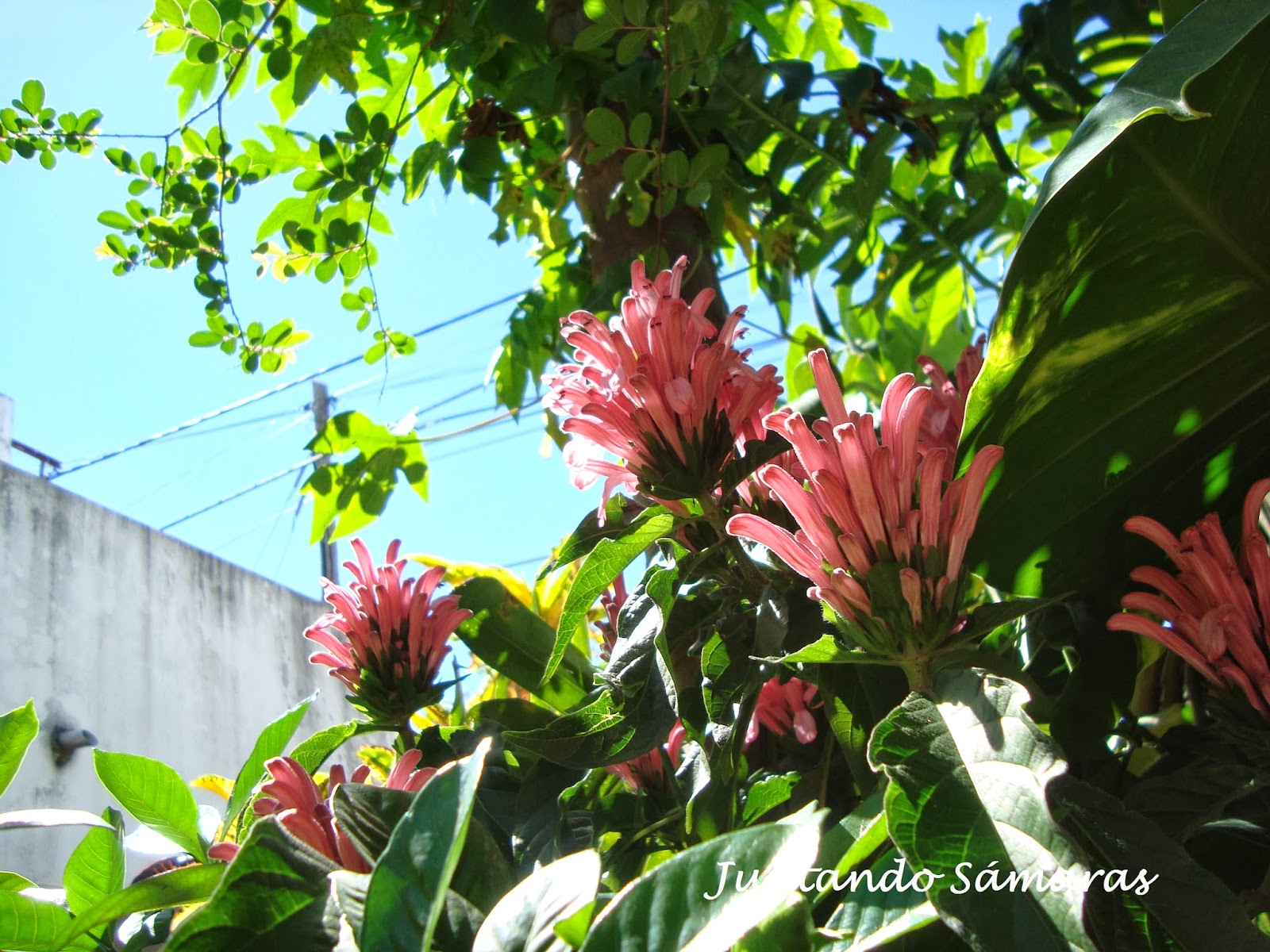 Juntando sámaras: JACOBINIA