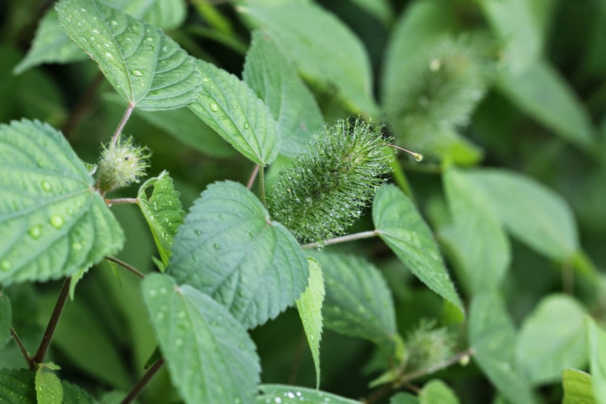 Flora de Puerto Rico Ilustrada Papo Vives: EUPHOPRBIACEAE ACALYPHA ...