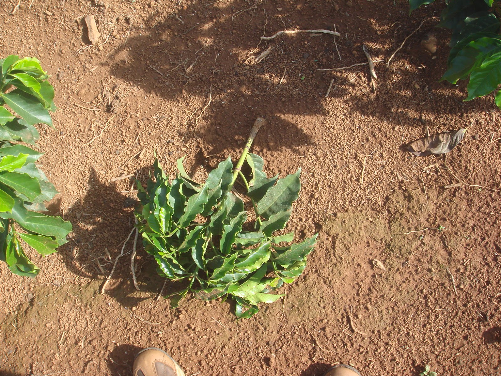 Consultoria agronomica em café: Rhizoctonia em café