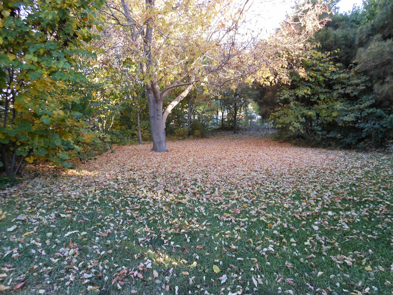 The Arboretum Tomé, A Living Laboratory, Is Open Year Round