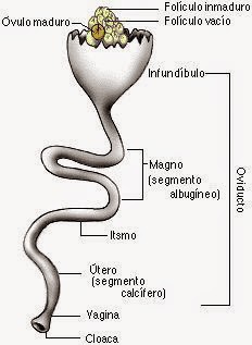 reproduccion del pato