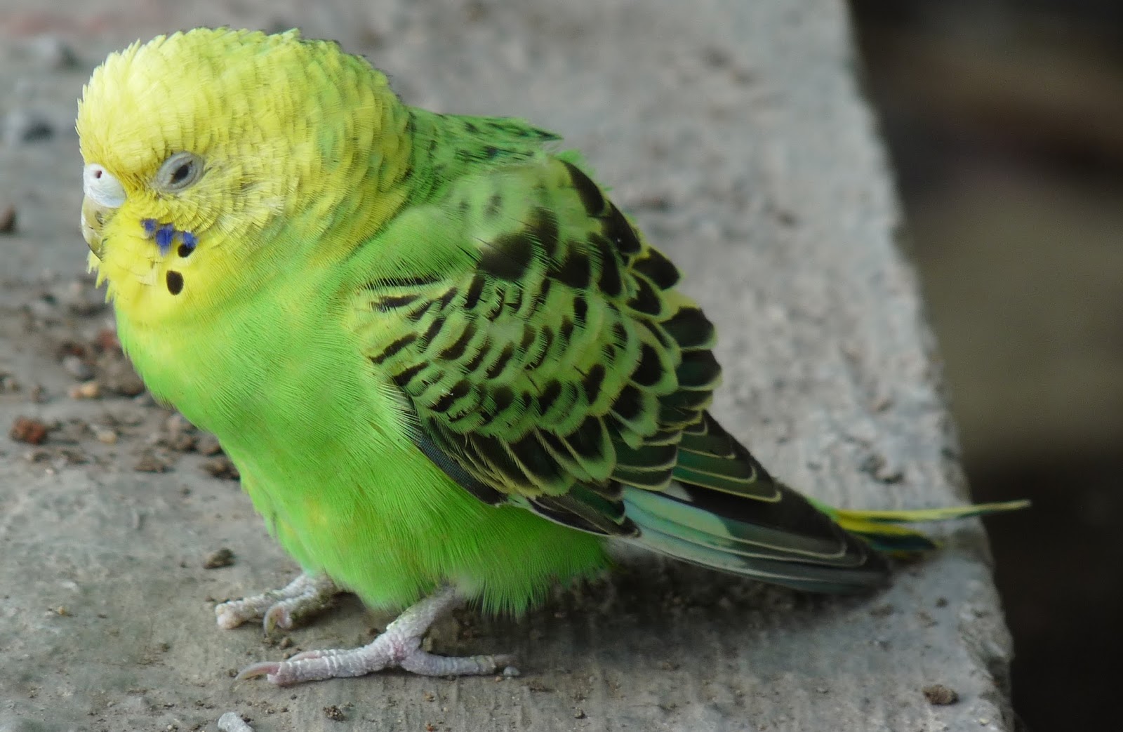 India: Australische grasparkiet