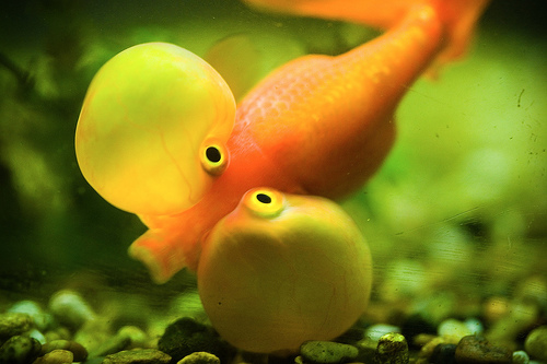 GALLERY FUNNY GAME: Humorous cool fish, joke cool fish, hilarious cool fish