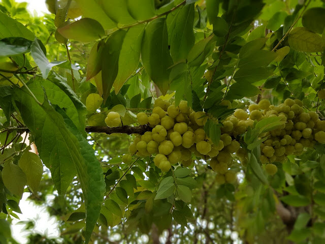 LI NA HERBS: MALAYSIAN GRAPES (CERMAI)