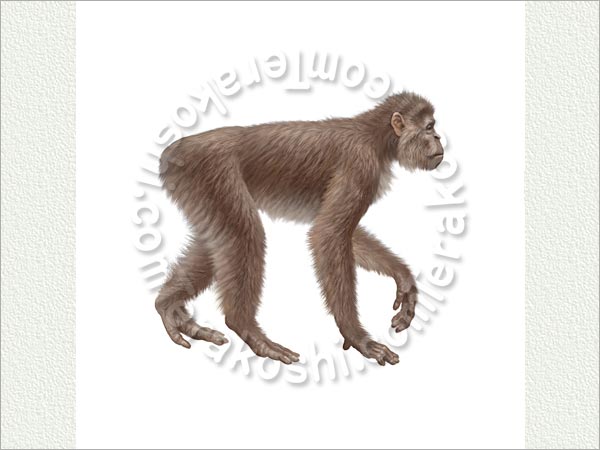 Escenarios prehistóricos: Proconsul