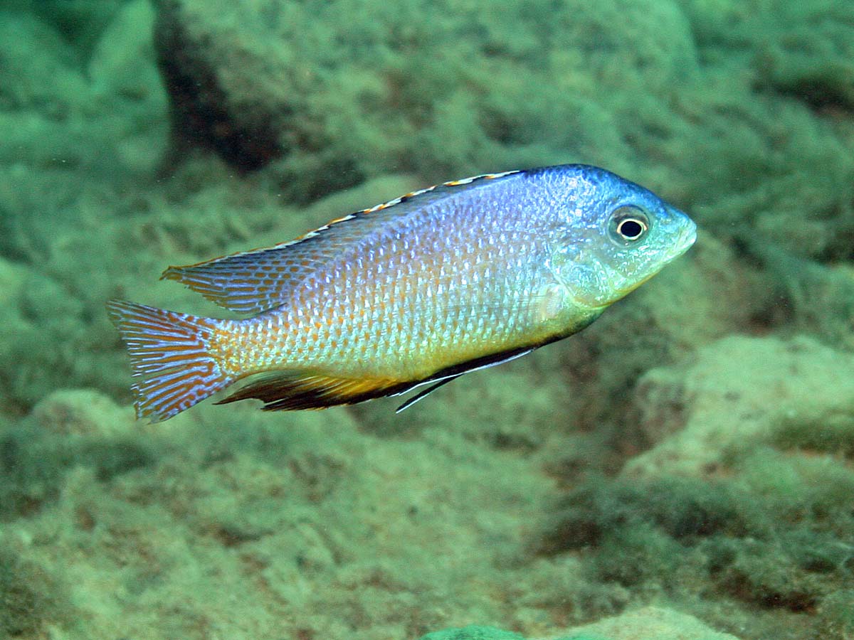...ruessbrugg retour ond es bizzli meh...: Malawi - Fische im Lake Malawi