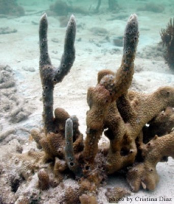 SOBRE LO DIVINO Y HUMANO: ESPONJAS MARINAS EN EL LITORAL ATLANTICENSE ...