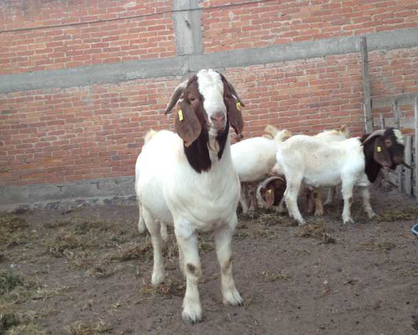 Cabras boer