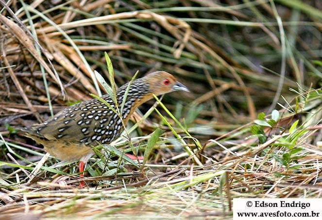 Tierra de polluelas, rascones, grullas: Polluela ocelada (Micropygia ...