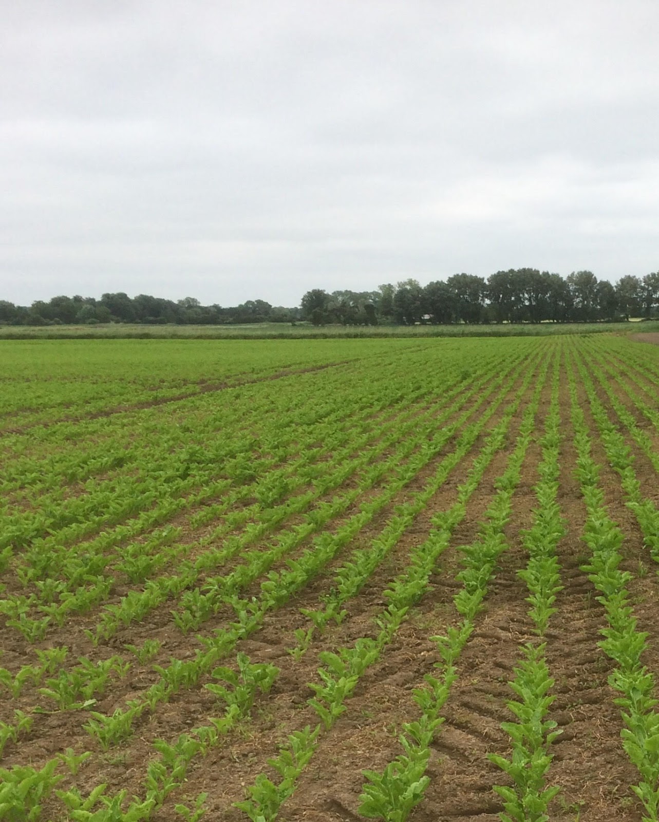 Notes from a Suffolk Smallholding: Arable crops in June