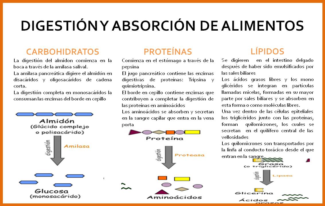 Blog de evidencias de Fisiologia Daniela Nayeli Flores Montijo ...