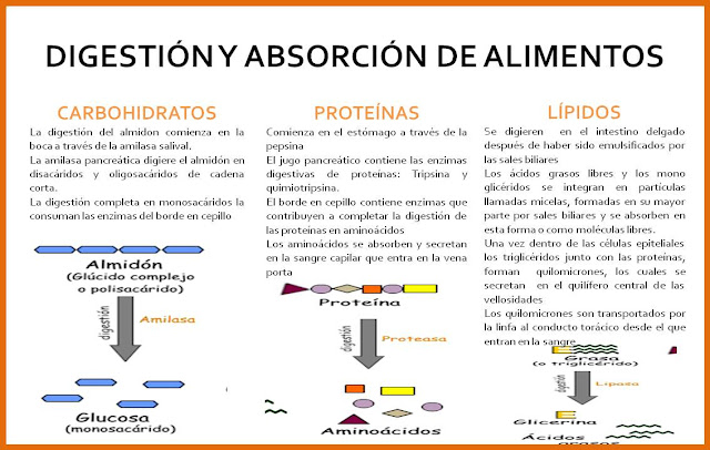 Blog de evidencias de Fisiologia Daniela Nayeli Flores Montijo ...