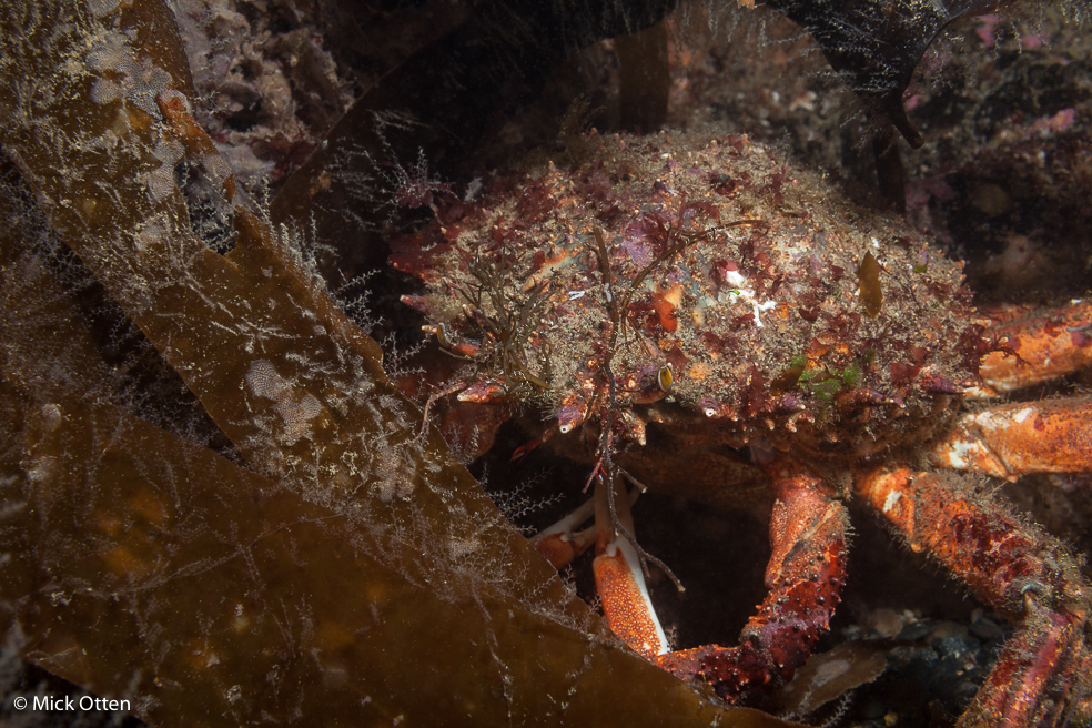 Mick's marine biology: At last and unexpected: the Sponge crab, Dromia ...