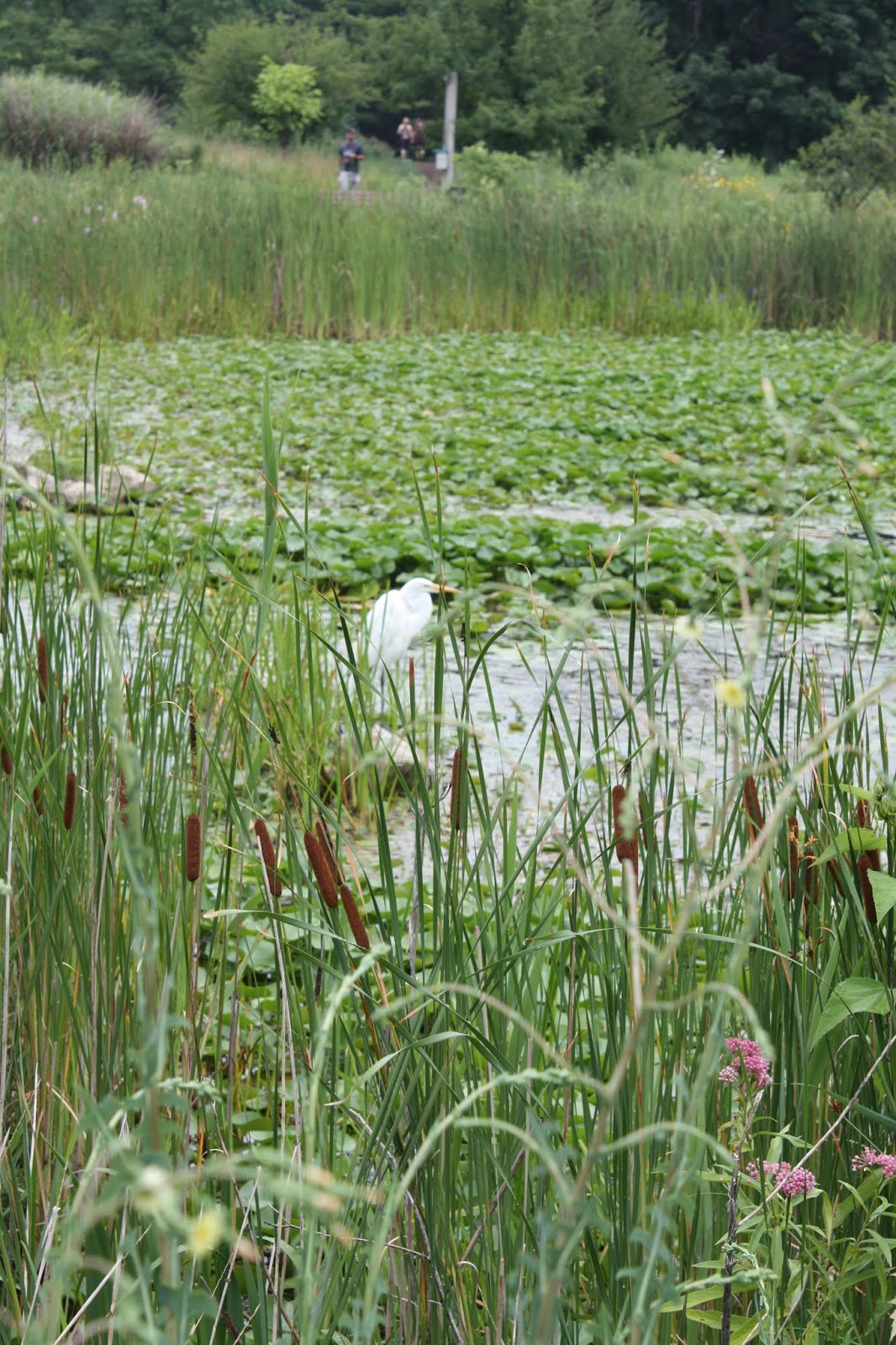 A Little Time and a Keyboard: Wandering Through Nature at Lake ...