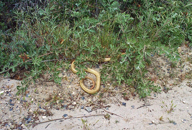 Remote Camera Trap - South Africa: Welcome To Koeberg