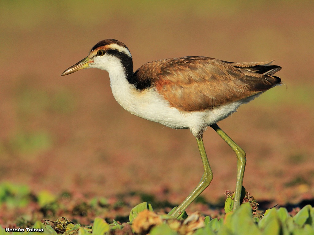 Aves de Argentina: Jacana (Jacana jacana)
