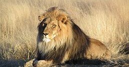 Zvířata na Savaně: Lev