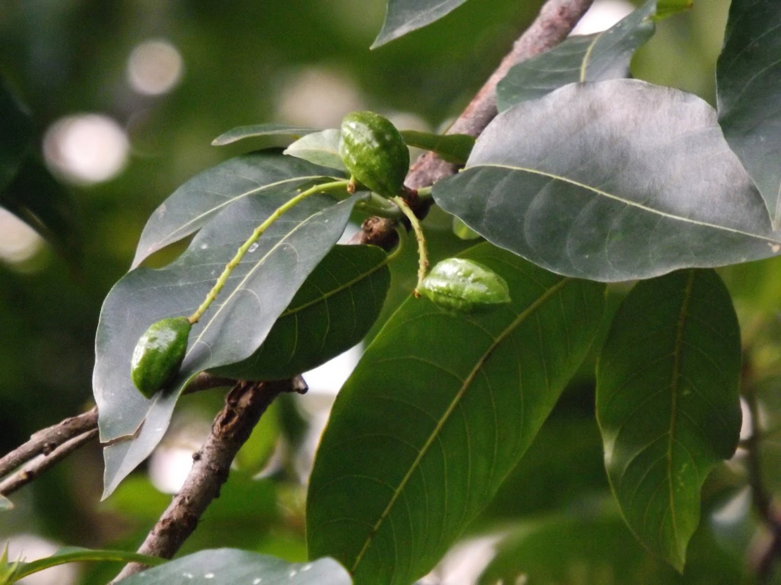 Horitoki, Chebulic myrobalan, Terminalia chebula