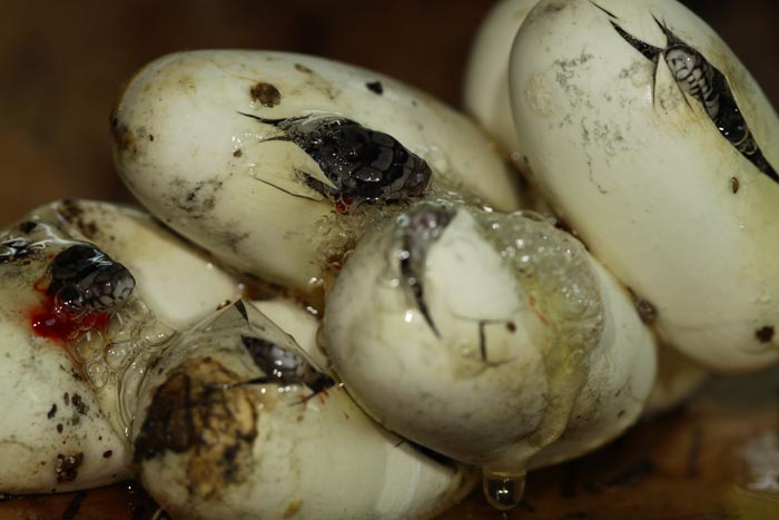 All of Nature: Fox Snake Eggs Hatching