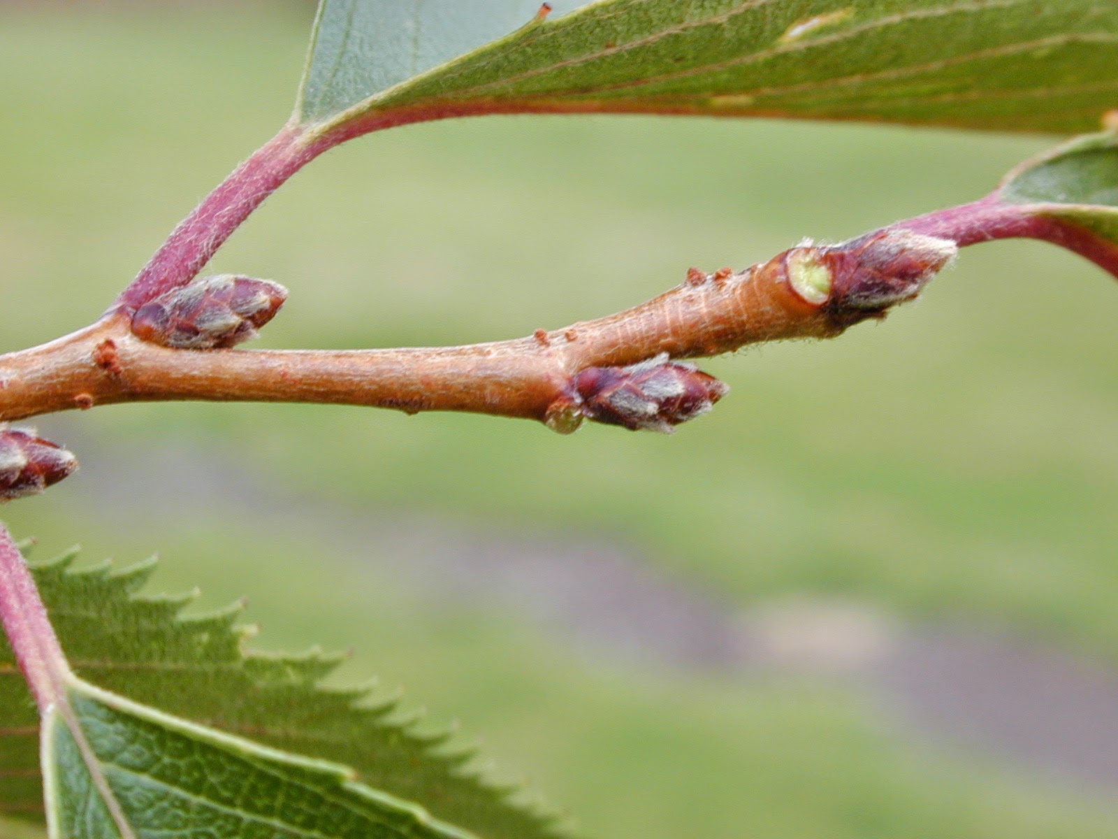 Trees of Santa Cruz County: Prunus subhirtilla - Higan Cherry