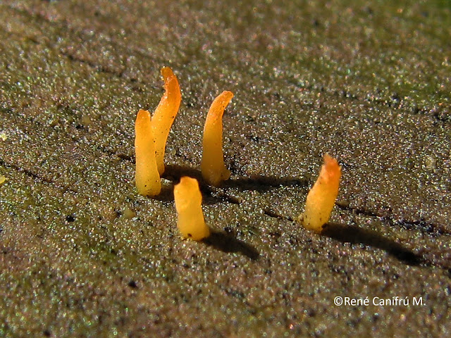 Hongos: Calocera cornea