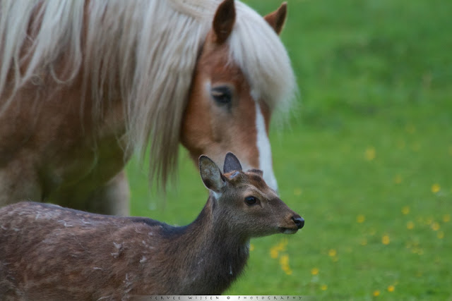 Servee Wijsen Photography: Einzelgänger.../ Loner...