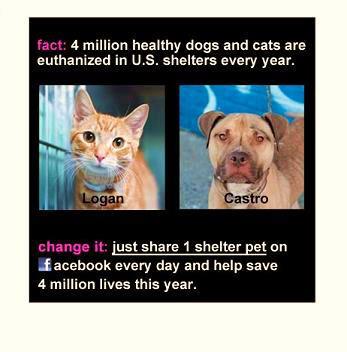 Pets-N-More: Funny Pet Photos & Sayings