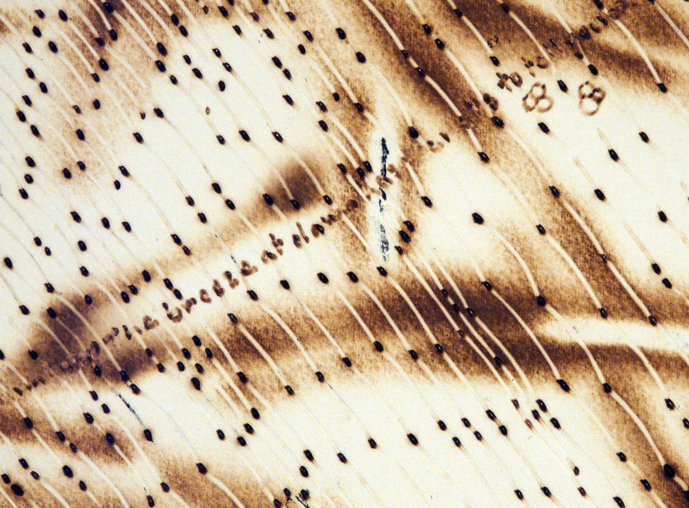 Kendal Heyes: Drawing for Adelaide Perry Drawing Prize 2011