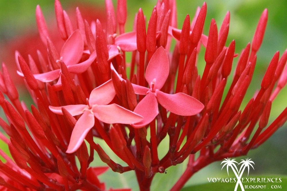 Voyages et Expériences : Les couleurs de l'île Maurice, le ROUGE