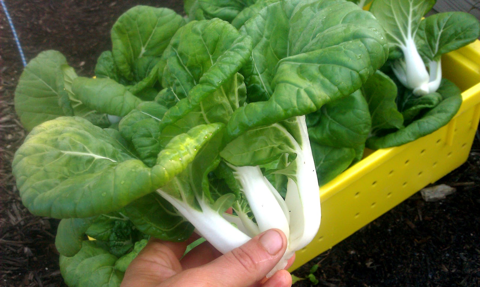 The Garden of Eatin' at The Inn at Little Washington: October 2012