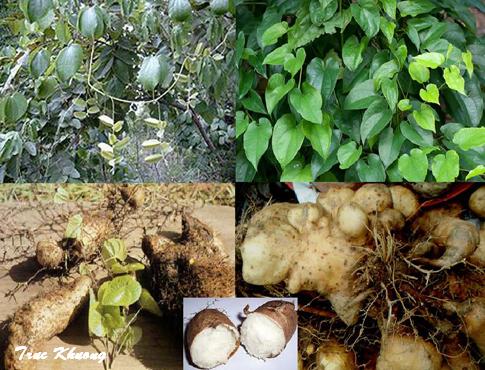 Vuon Duoc Thao: Củ khoai từ - Lesser yam - Asiatic yam