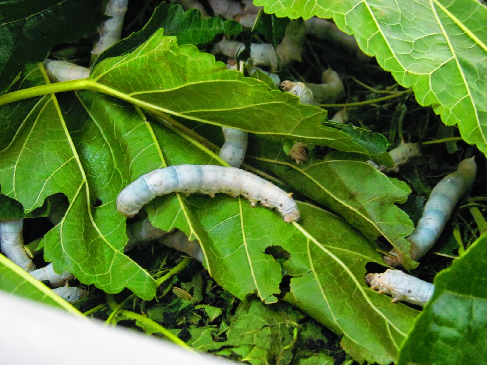 What is Agriculture, Sericulture, Pisciculture, Viticulture ...