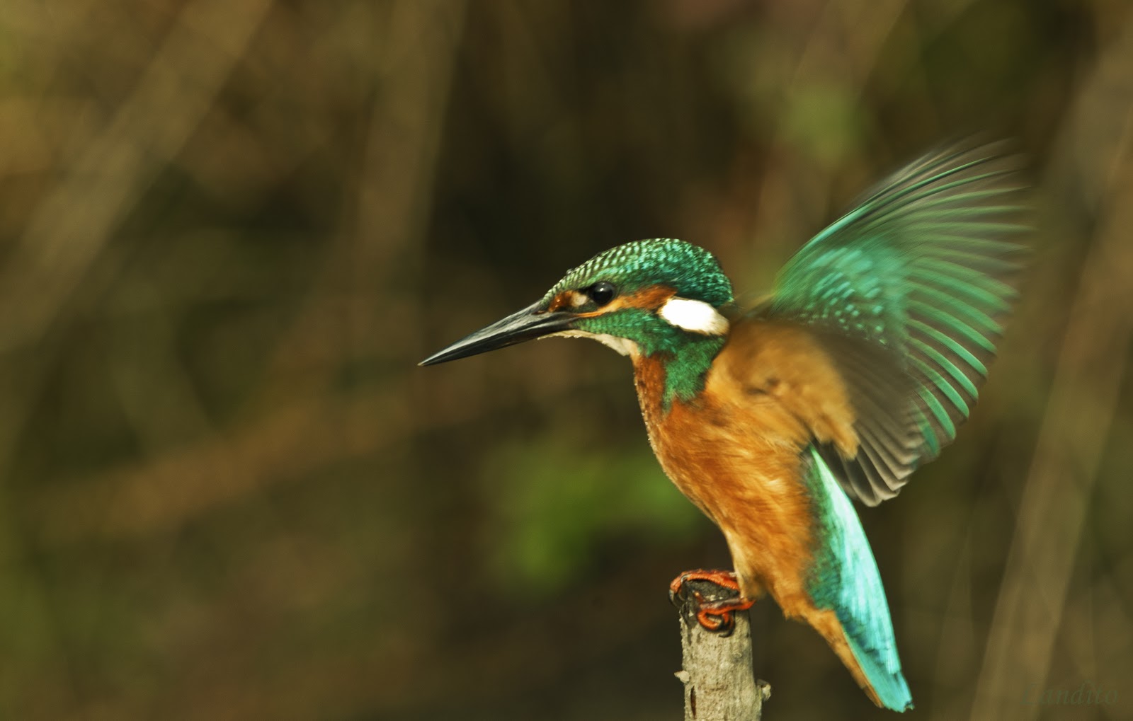 Iris Landito: Guarda-rios (Alcedo atthis)