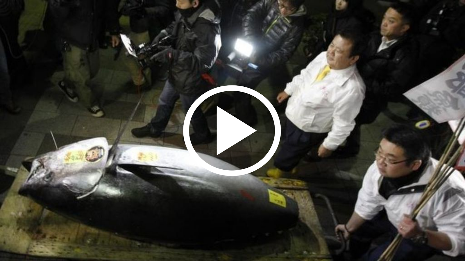 World's Most Expensive Tuna Sold for $1.7M | World of Fishing