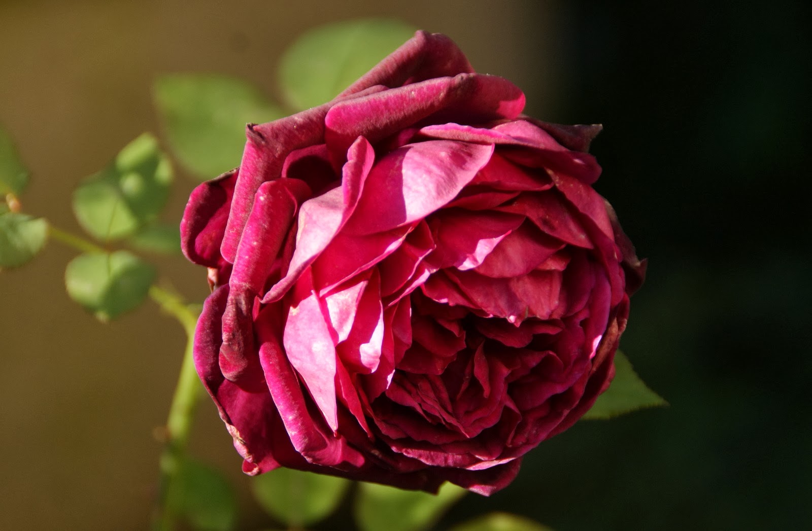 Organic Garden Dreams: October Roses