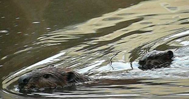 White Wolf : Single Dad Beaver Learns To Care For Family After Mate ...