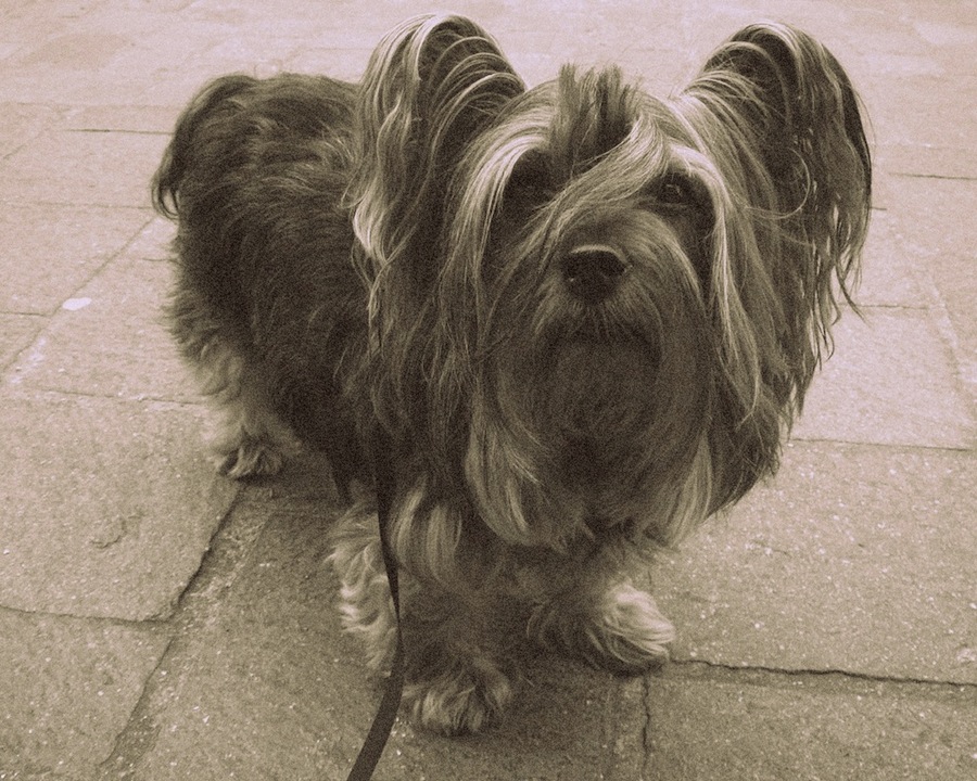 Pets N More: Vanishing Dog Breeds - 10 Favorites You Never See Anymore